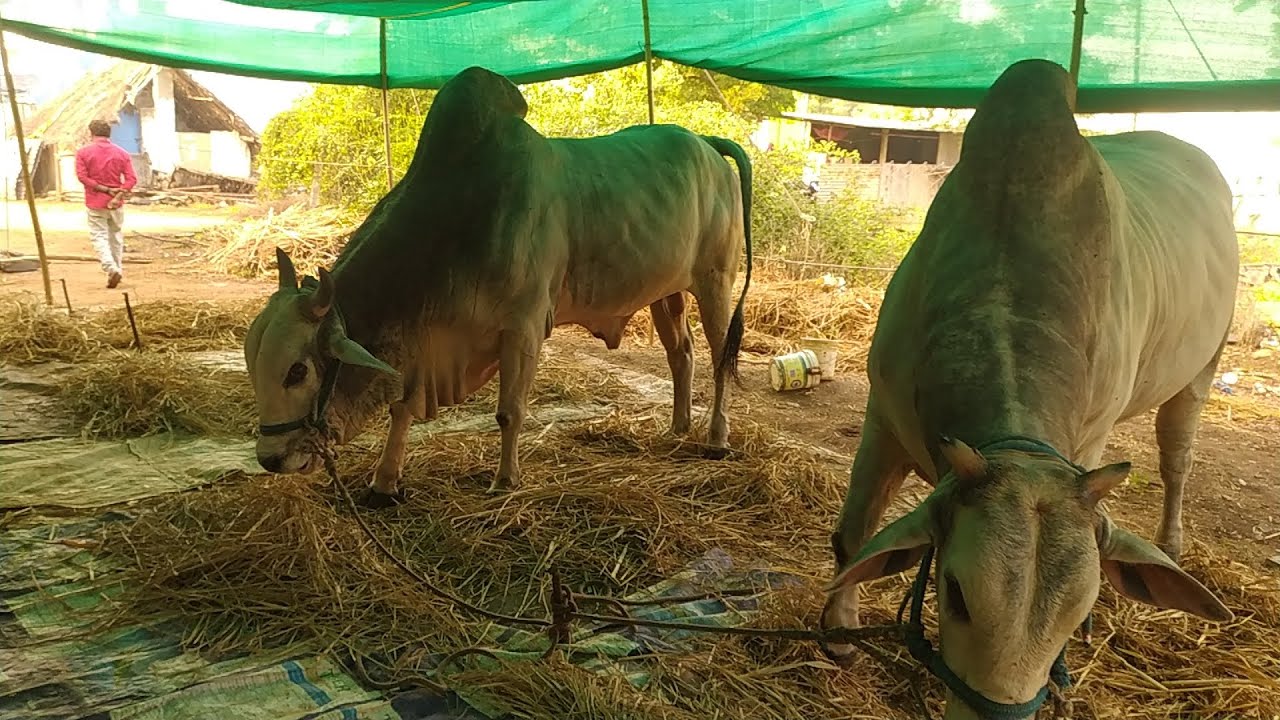 PR Memorial Senior Bulls in Kondayyaswamy Senior Bull Race - YouTube