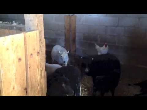 The Rhythm of a Sneezing Sheep - YouTube