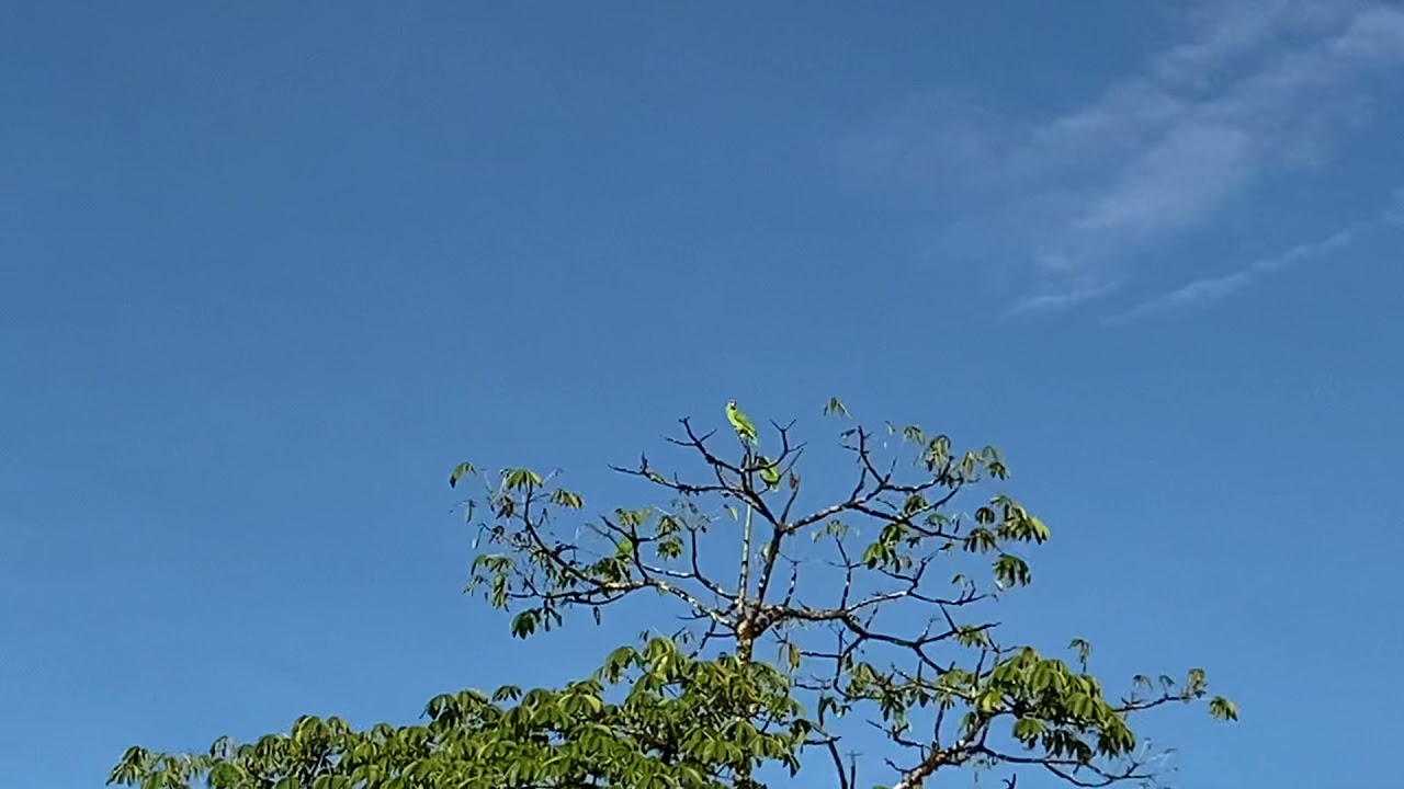 Lora verde imitando Pava Negra, Río Celeste, Costa Rica - YouTube