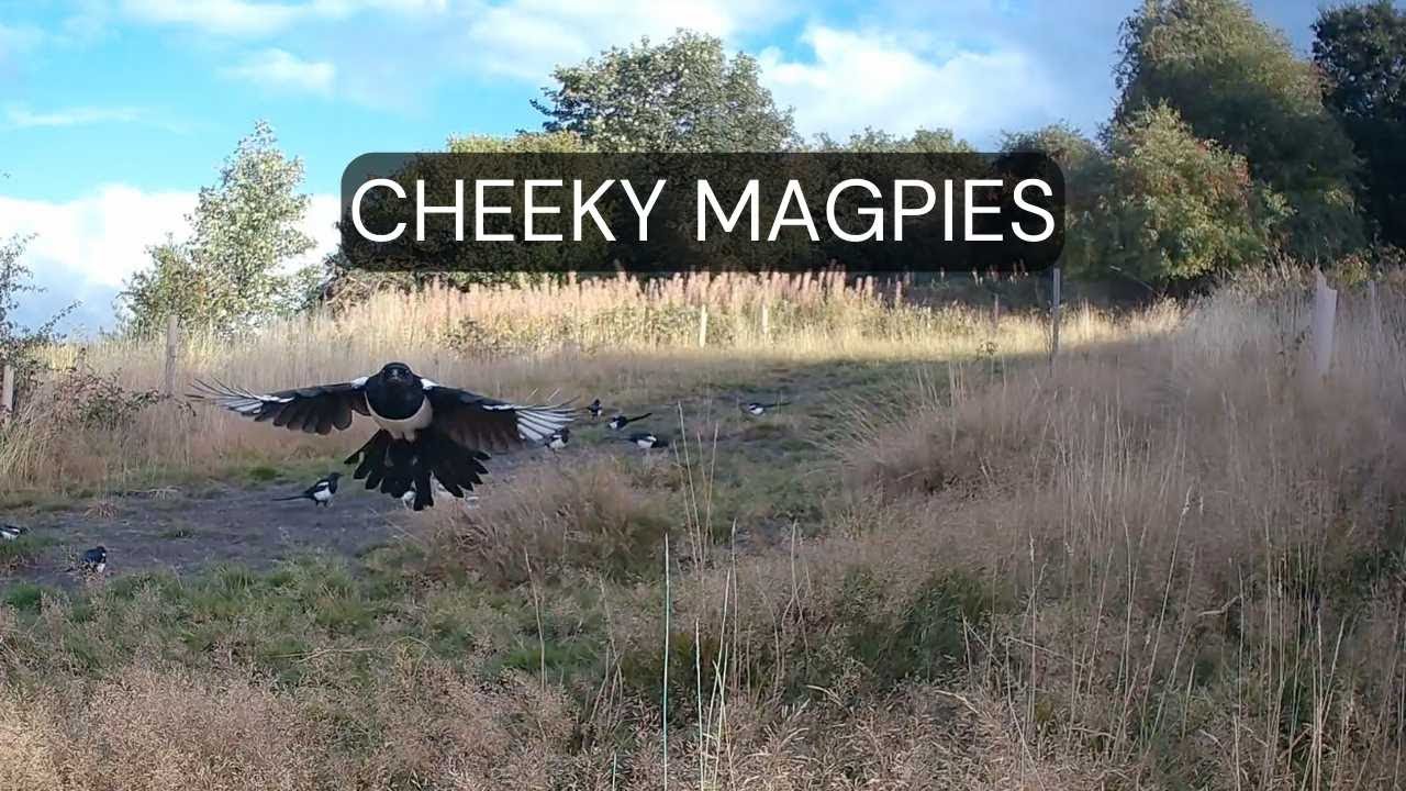 Cheeky Magpie Behaviour: Camera Inspection & Flock Dynamics - YouTube