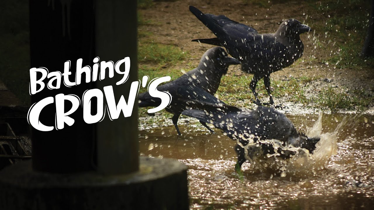 Crow taking a bath | Thirsty Crow | Dancing Crows | Crow Bath ...