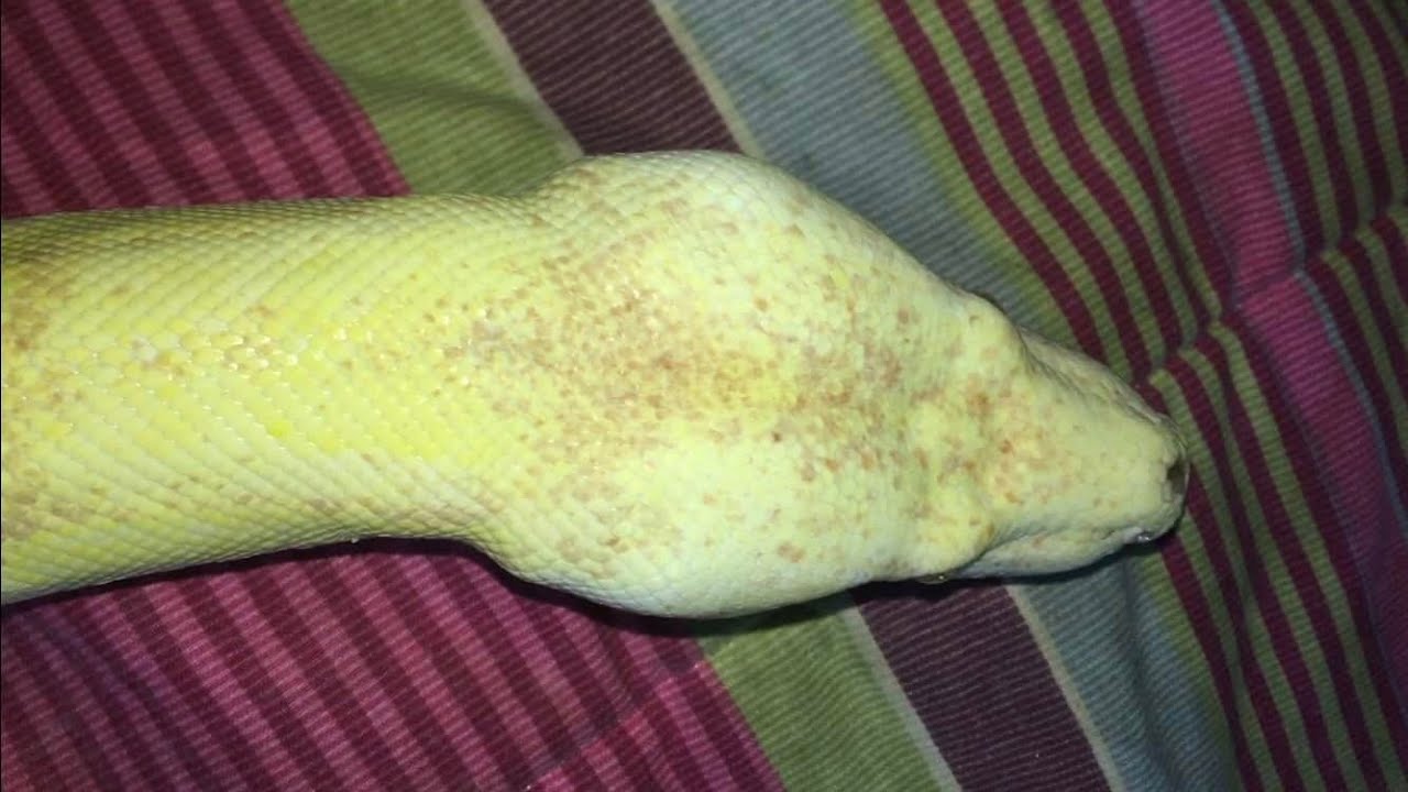 boa constrictor www.constrictorchile.cl - YouTube