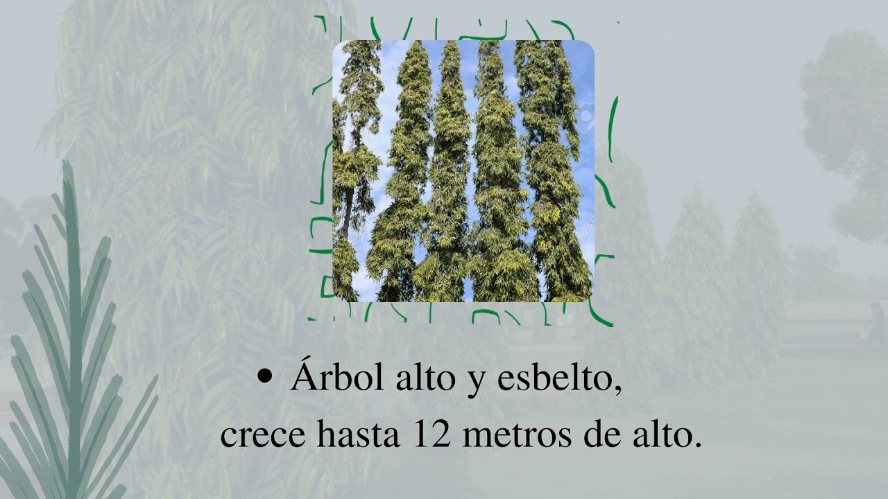 Polyalthia longifolia - Grupo#17 - YouTube