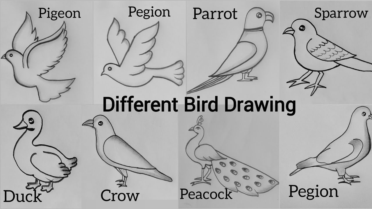 How To Draw Different Bird Drawing Easy Step By Step | Birds Drawing ...
