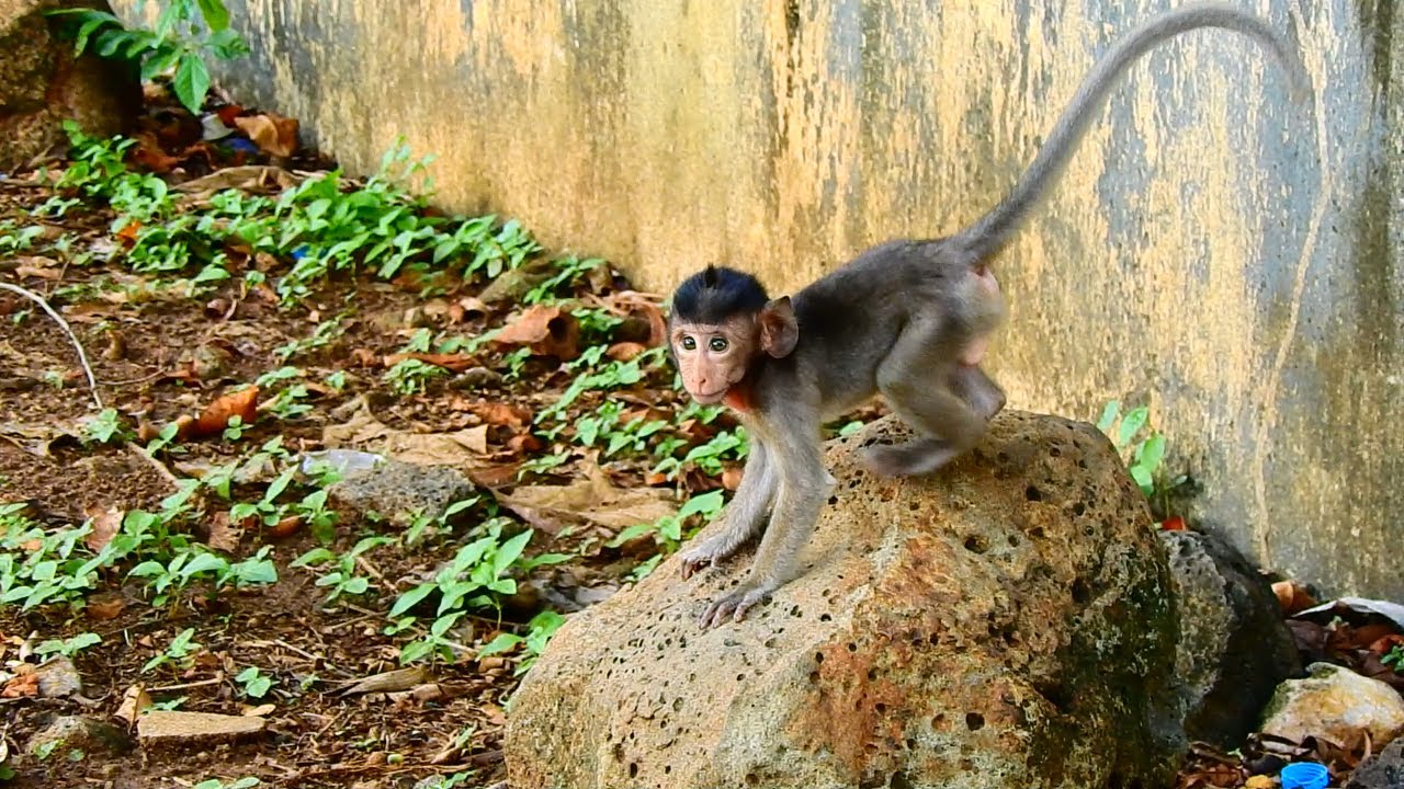 Little monkey jump and run to play with friend - YouTube