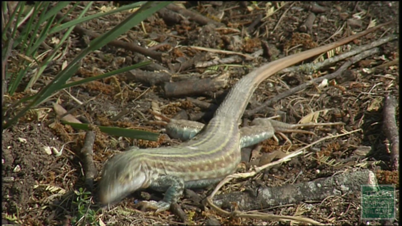 Kickapoo Cavern State Park, Texas - YouTube