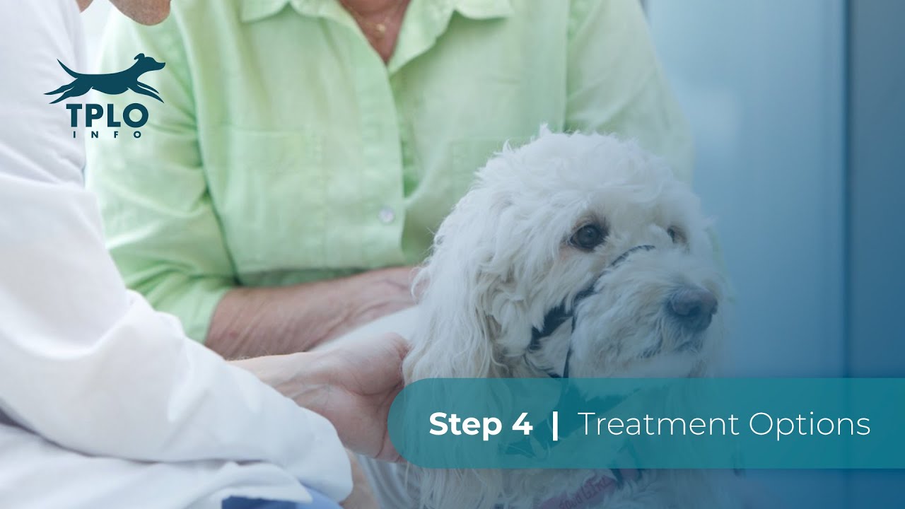 TPLO Info Step 4: Treatment Options - YouTube