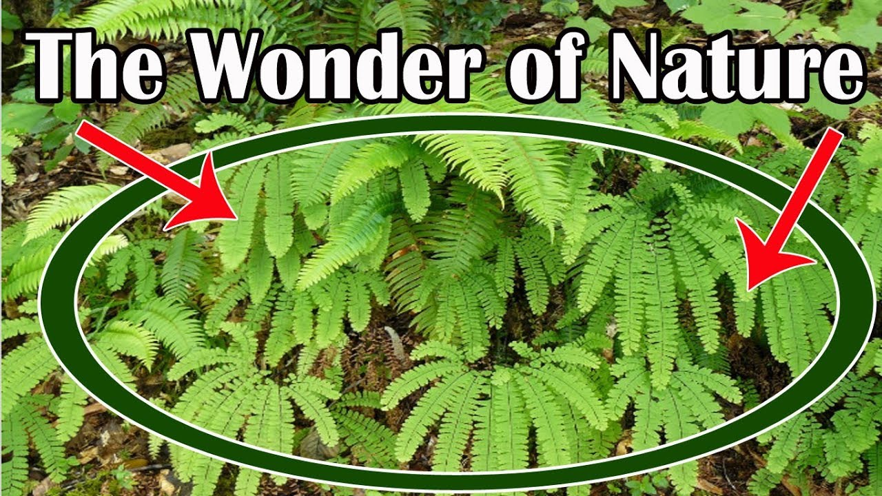 Amazing Mimosa trees I The Wonder Tree of Nature - YouTube