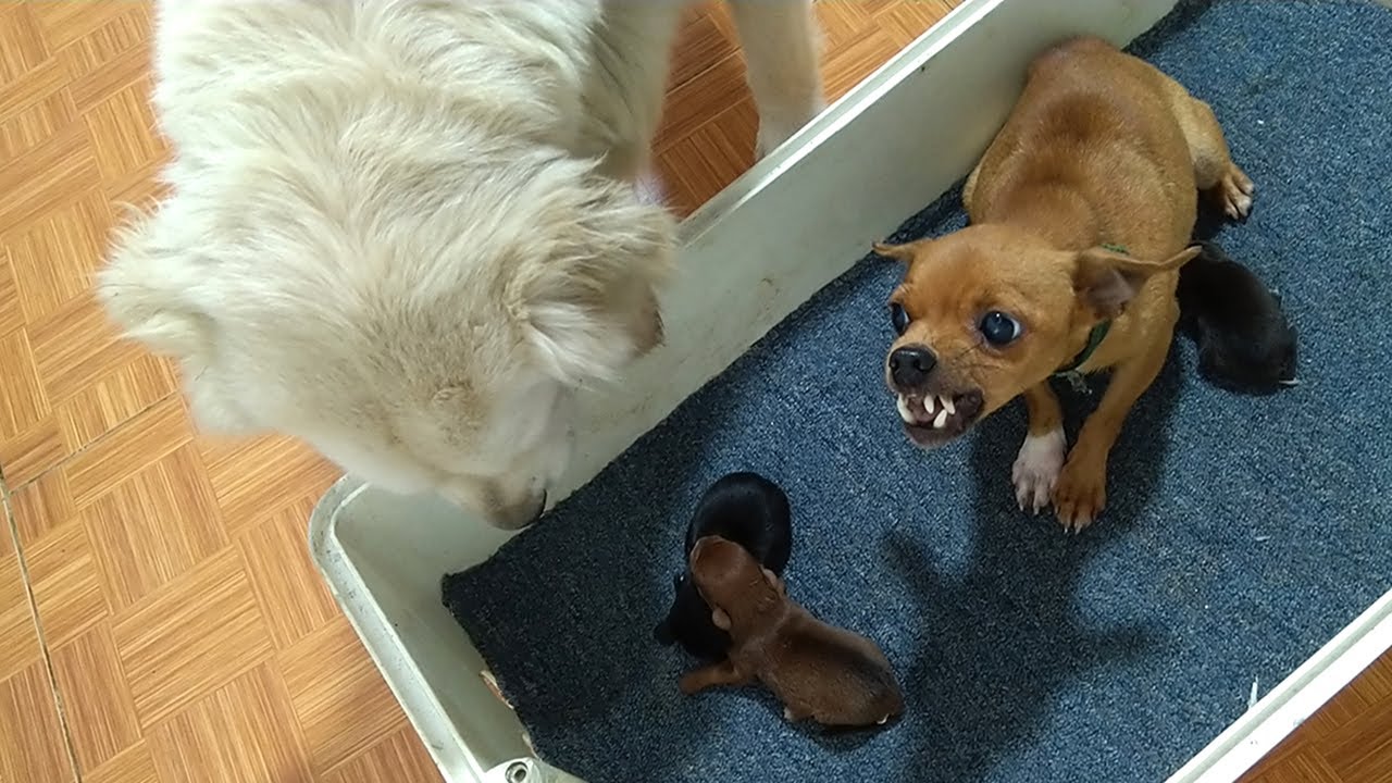 Angry Mom Dog Said To Big Dog: Stay Away From Newborn Puppies, Don't ...