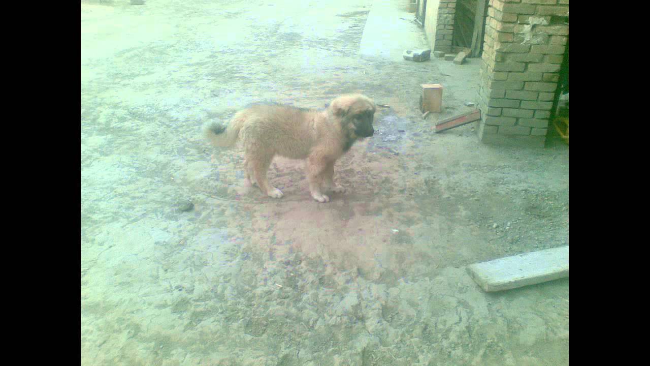 Kavkaski Ovcari Caucasian Ovcharka NIKOLINCI - YouTube