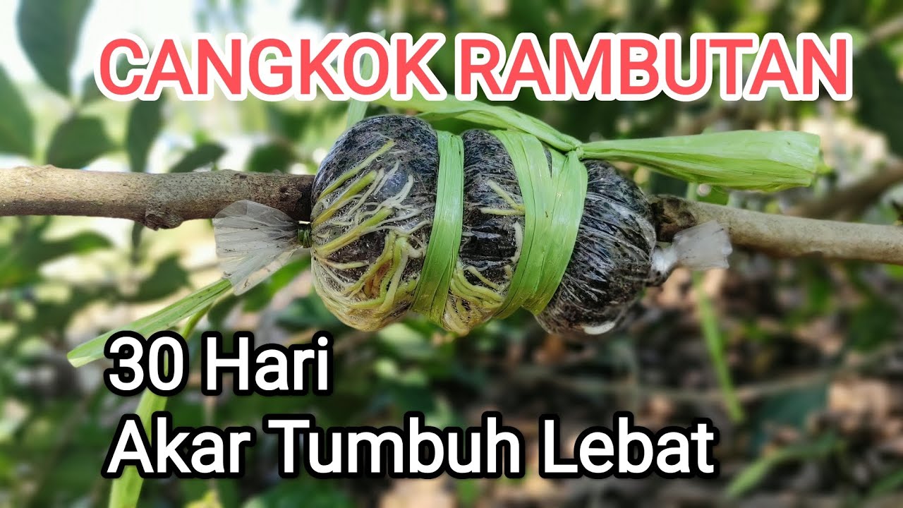 Cara Cangkok Rambutan. 30 Hari, Akar Sudah Tumbuh Lebat, 100 % BERHASIL ...
