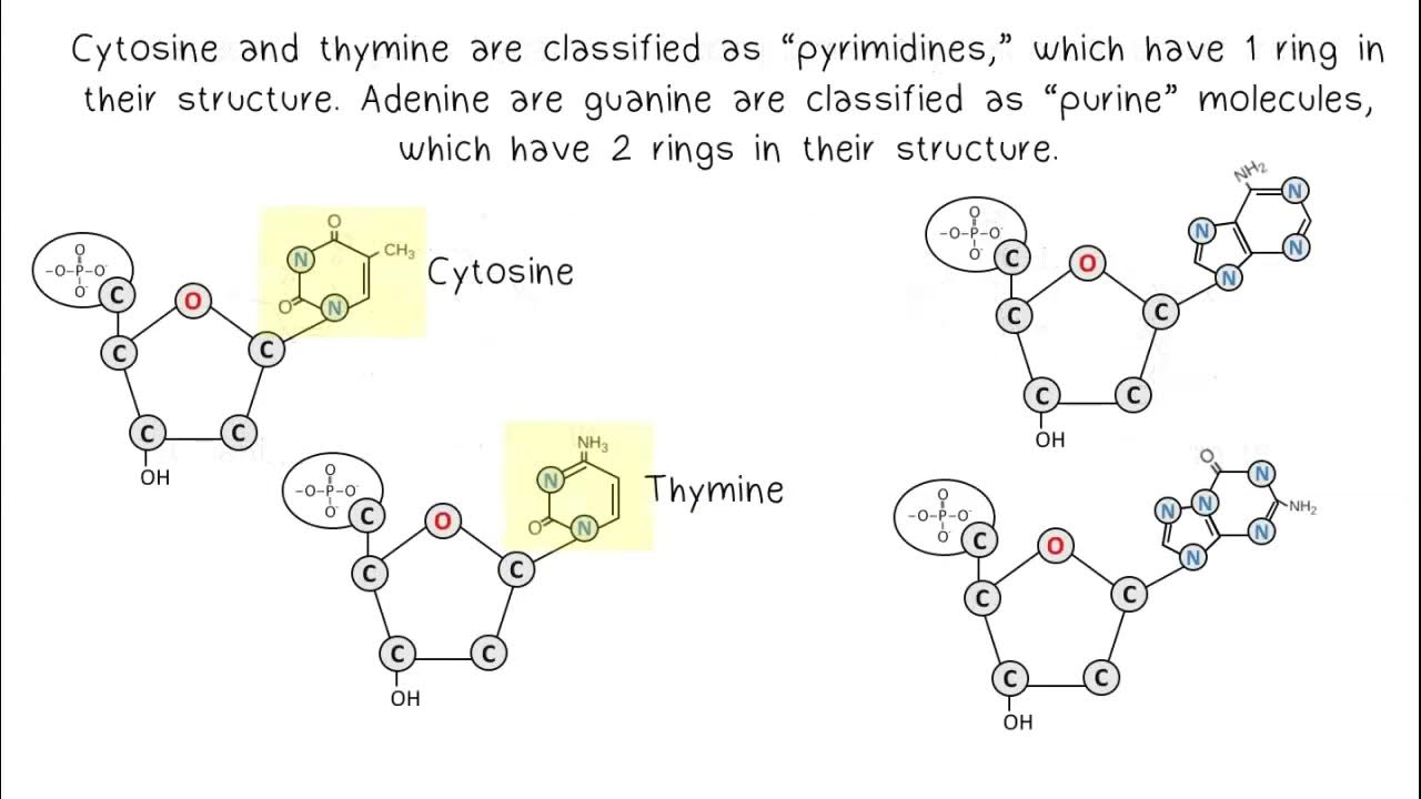 Nucleic Acids AP Bio - YouTube