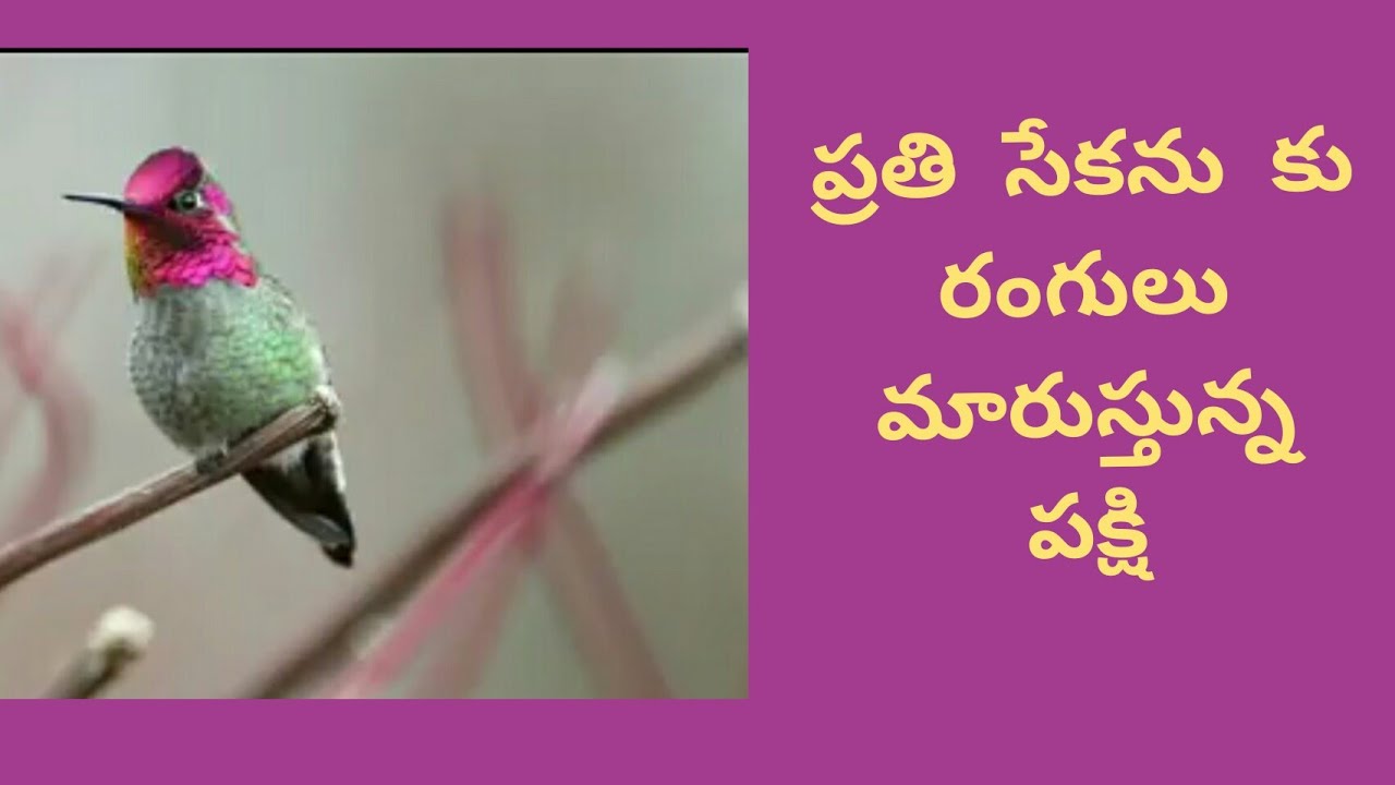 🖥 See how this bird changes colors every second ...? #srinivasguptacm ...