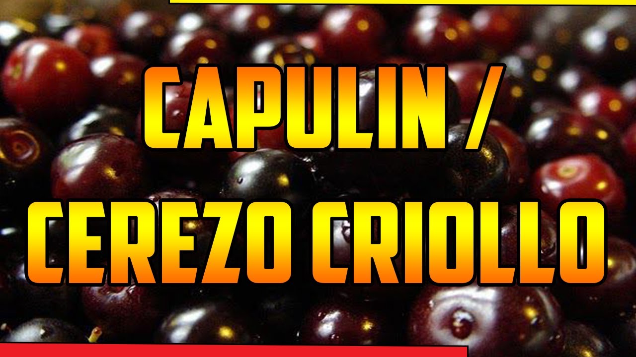 PARA QUE SIRVE 🌿 Capulín 🌿 Cerezo criollo 🌿 Beneficios🌿Prunus ...