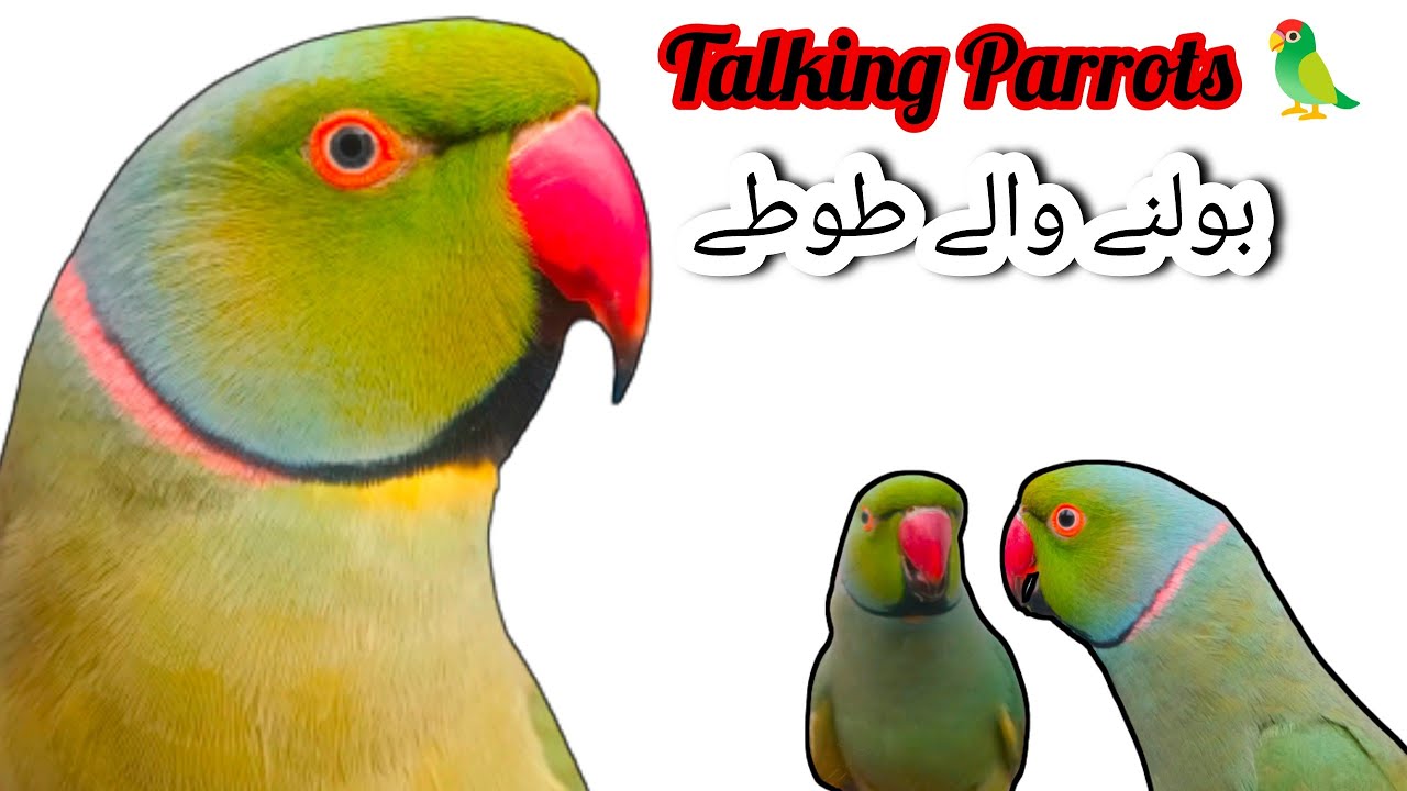 Cute parrot Mithoo talking compilation 🦜| Mithoo great talkative Parrot ...