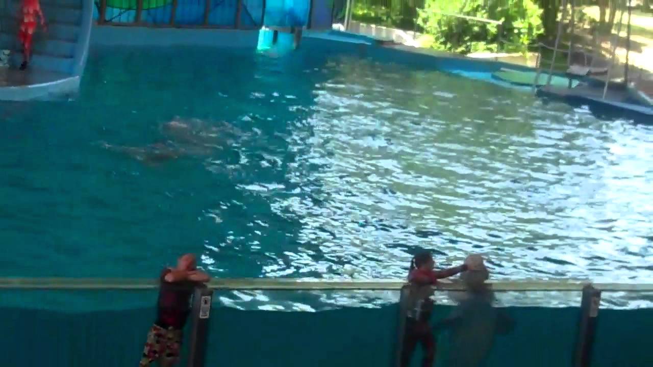 Azul,seaworld part6 - YouTube