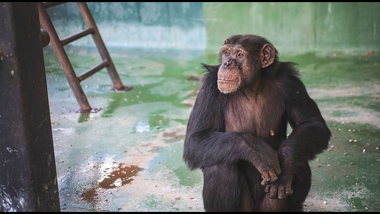 Chimpanzee Warehouse in Georgia - YouTube