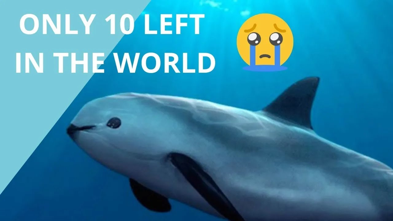 Discover the 10 Rarest Dolphins In The World (In Only 6 Mins)! - YouTube