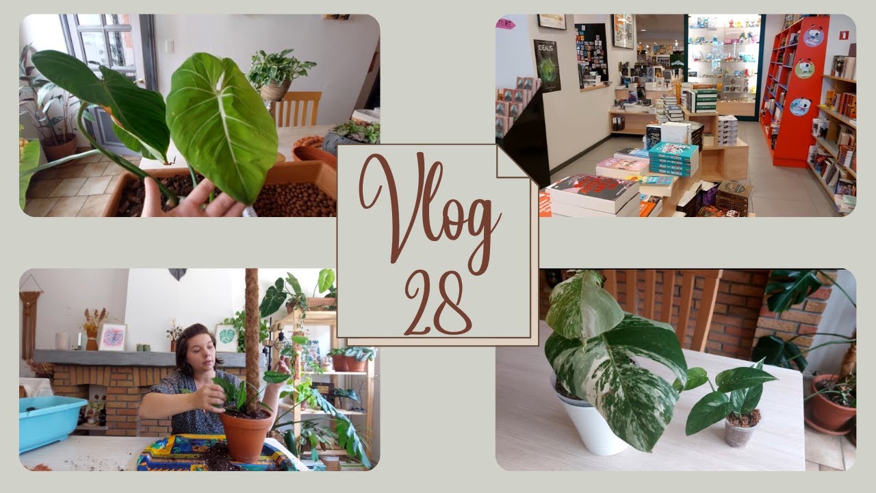 Rempotage du Gloriosum, tuteur pour le monstera siltepecana, soin des ...