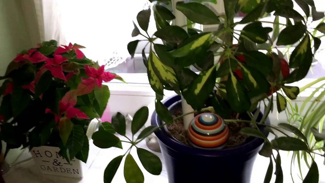 Schefflera Amate Flowers | Best Flower Site