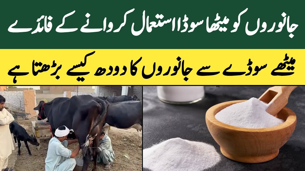 Janwaron Ko Meetha Soda Istimal Karwany Ka Tarika YouTube janwaron-ko-meetha-soda-istimal-karwany-ka-tarika-youtube