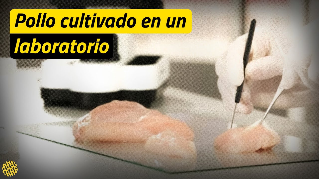 Pollo cultivado en laboratorio: así lo hacen - YouTube