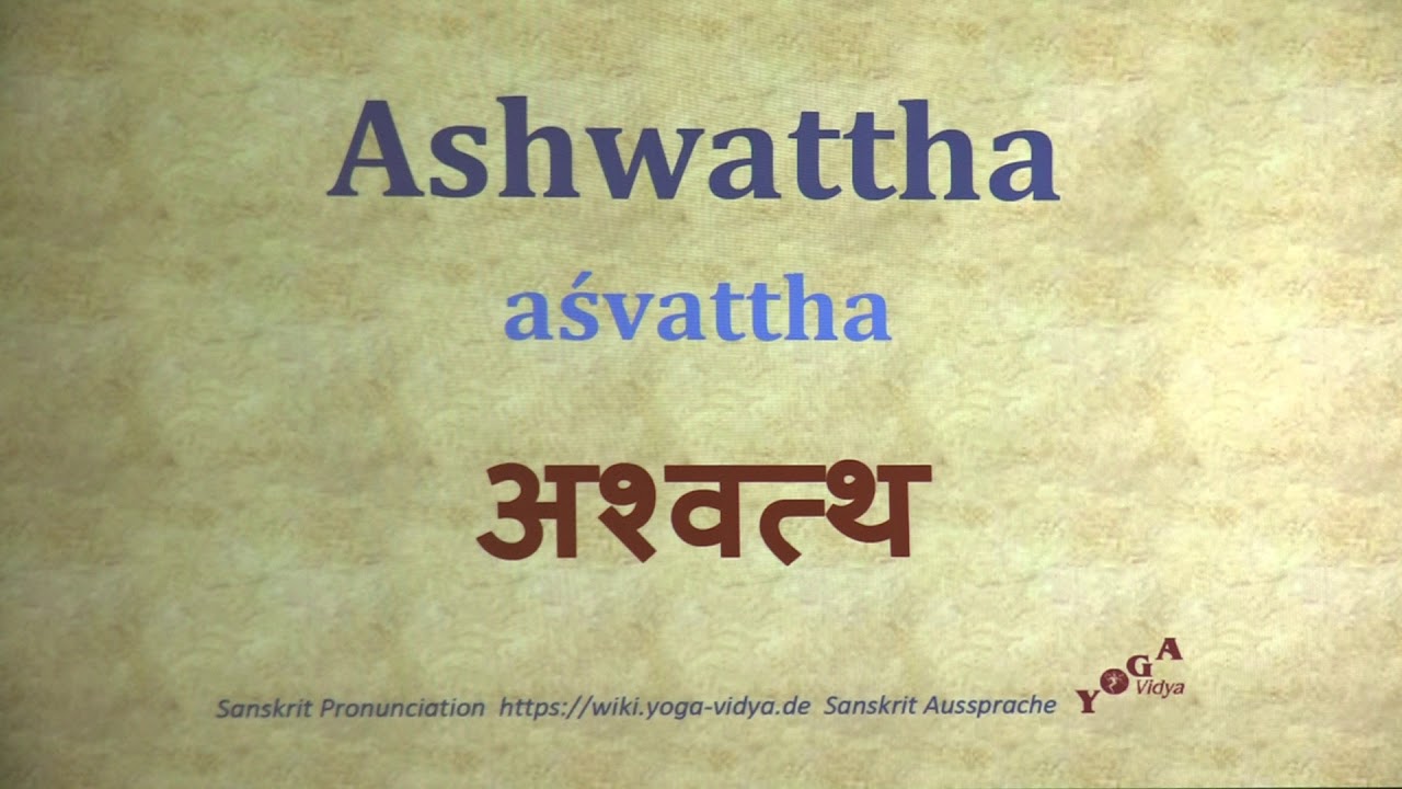 Ashwattha अश्वत्थ aśvattha Sanskrit Pronunciation - YouTube