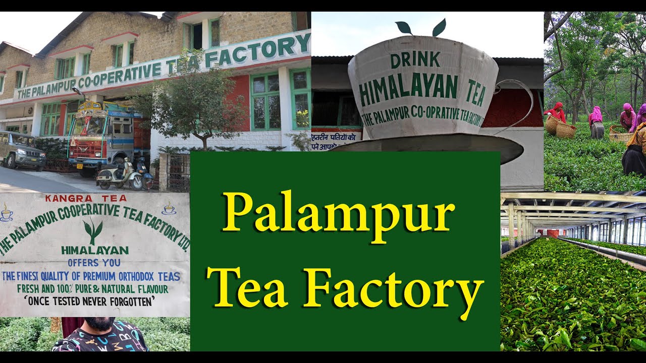 पालमपुर ki Tea Factory |#Himachal | #kangra |#teafactory |#palampur |# ...