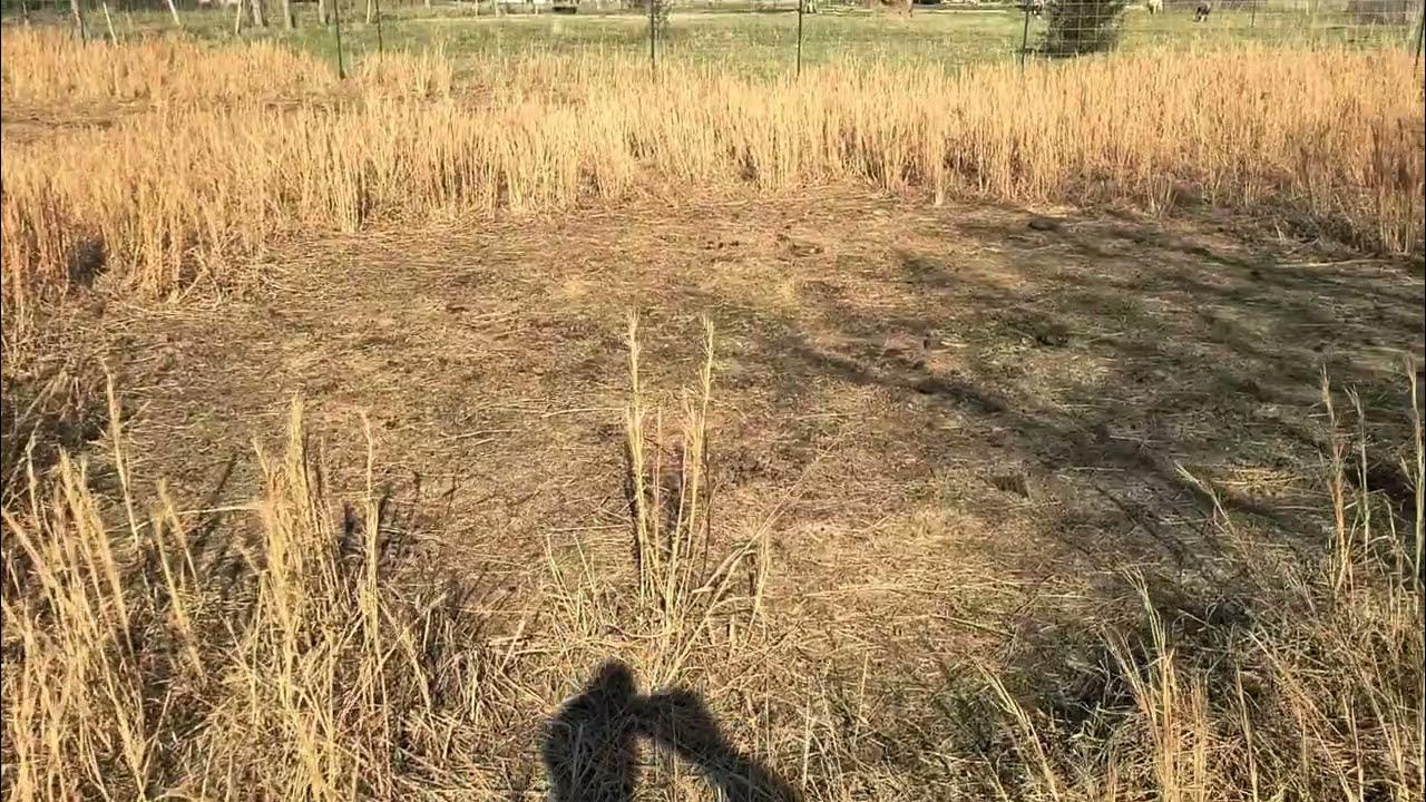 Bale Grazing Vs Unrolling Hay Which Is Better Youtube