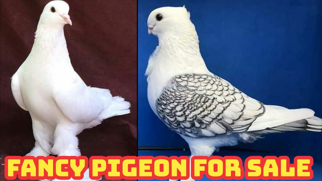 Expensive Pigeon Breeds | Fancy Kabootar Price | Khan Birds Collection ...