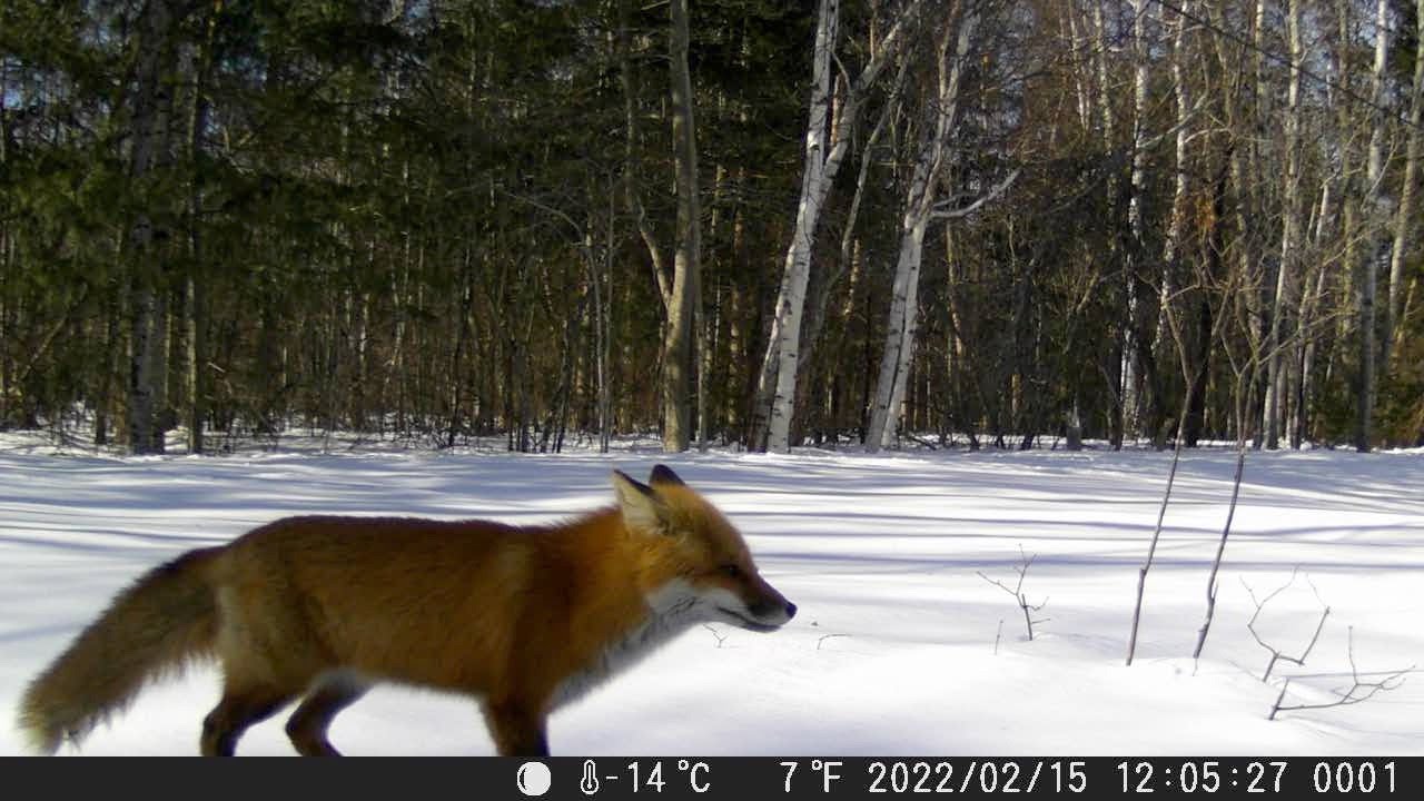 Foxes on the Trail Camera - YouTube