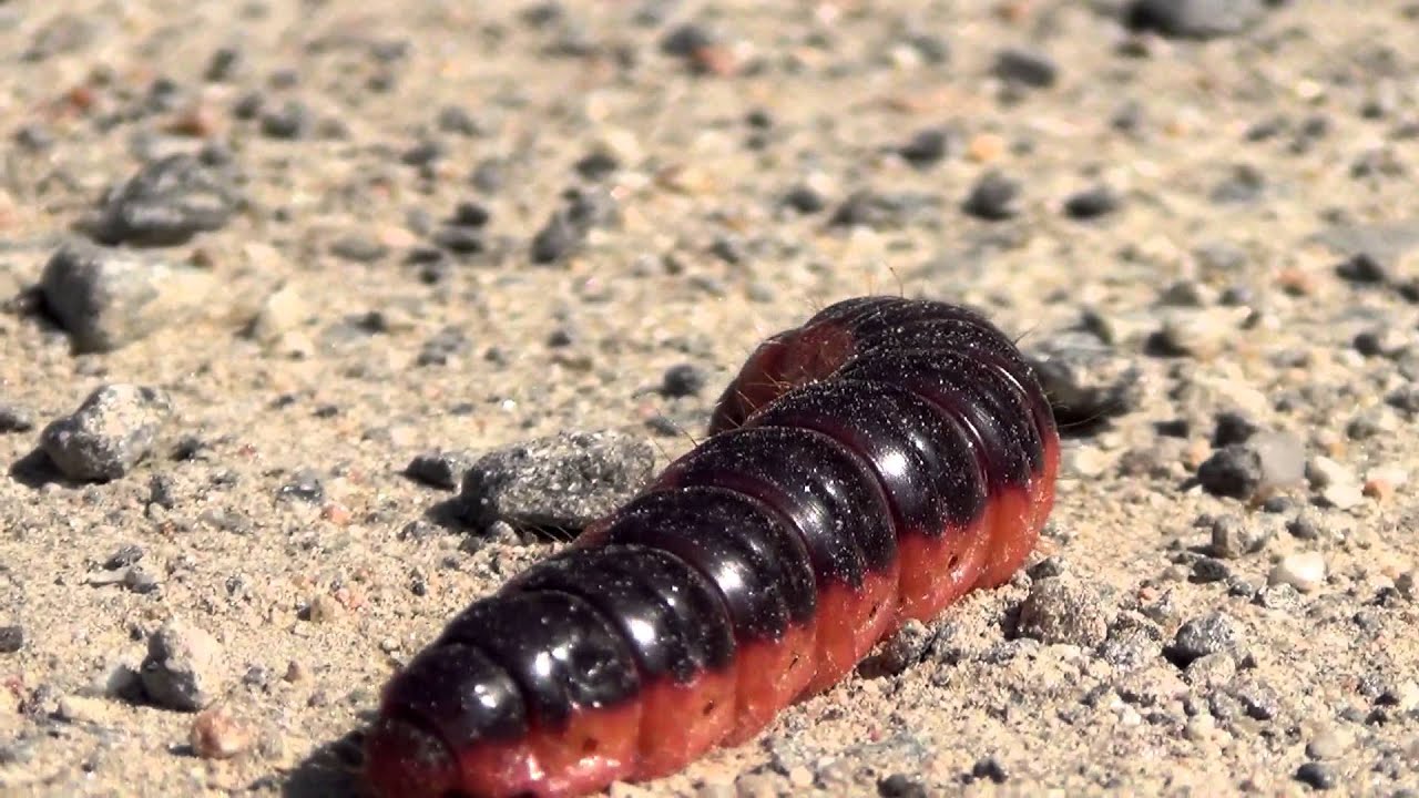 Big Bad maggot! - YouTube