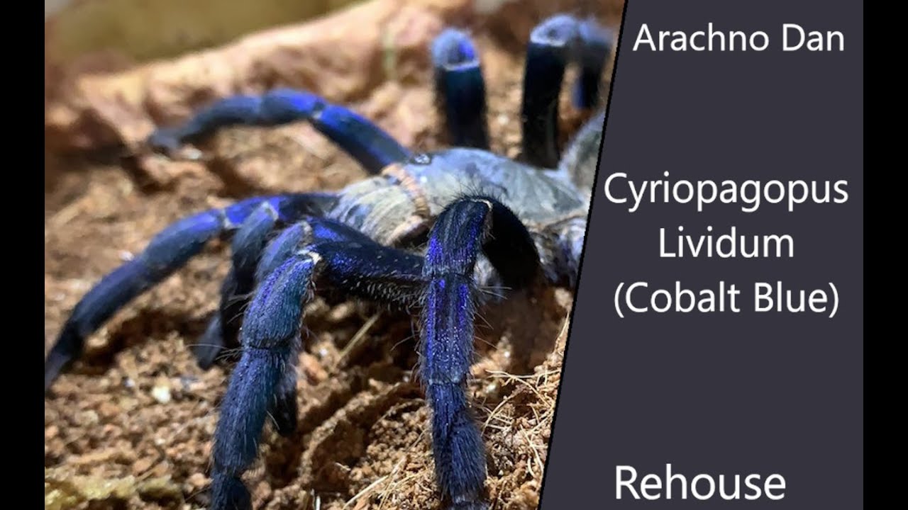 Cyriopagopus Lividum (Cobalt Blue) Rehouse - YouTube
