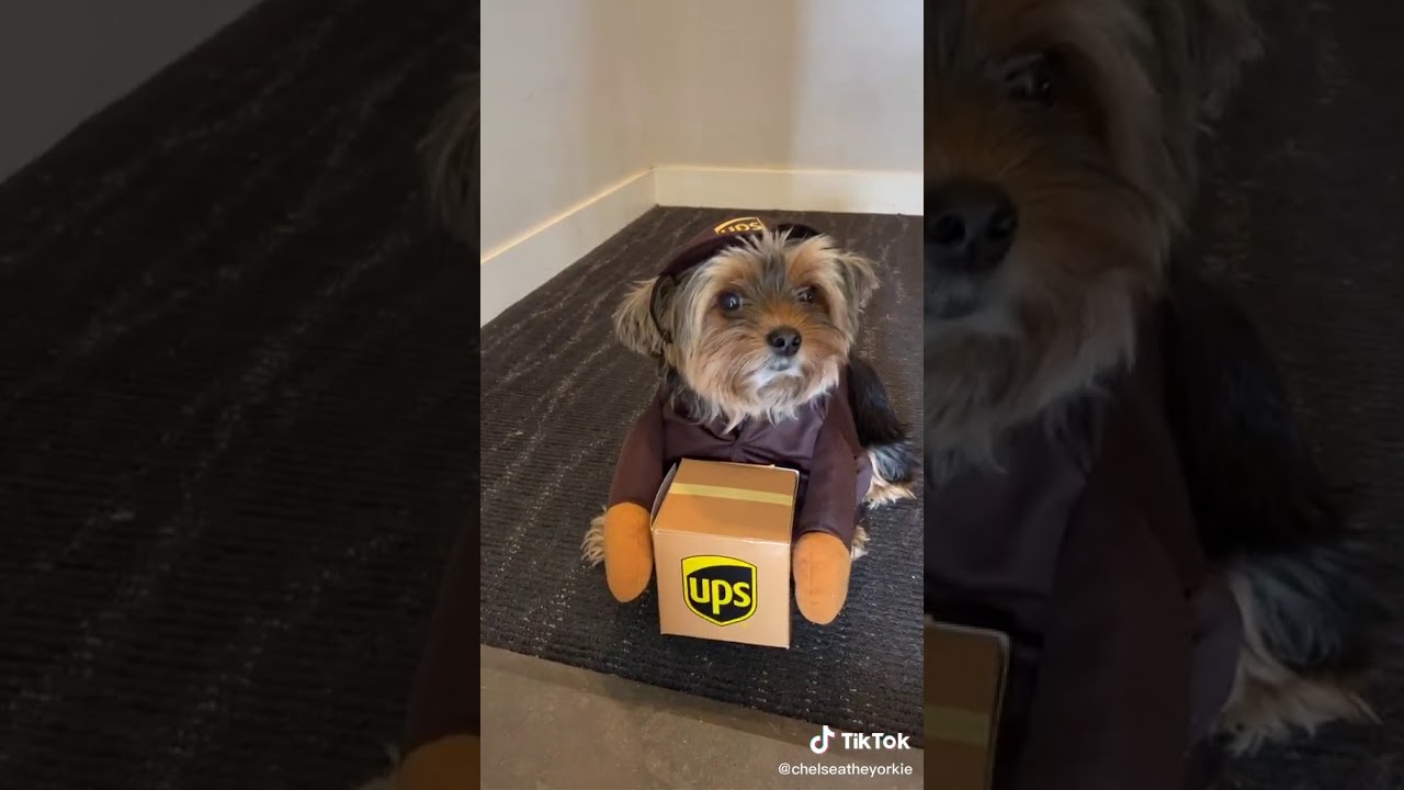 Cute Delivering puppies - YouTube