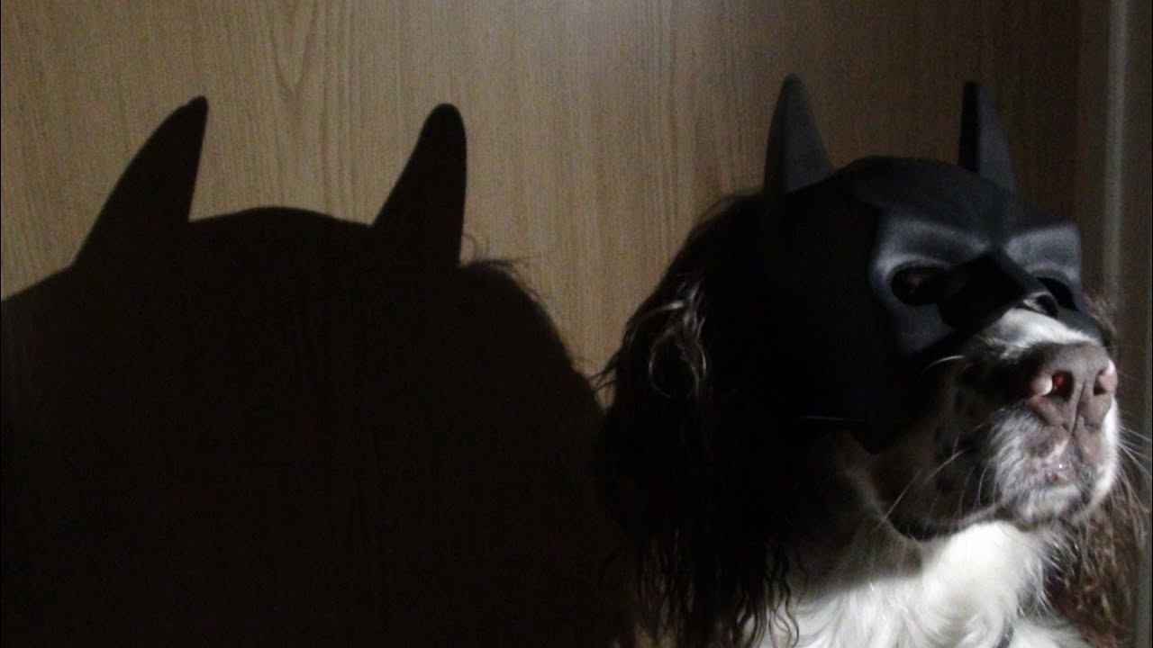 Funny Batman Dog Video - The Dog Knight - SuperDog - YouTube