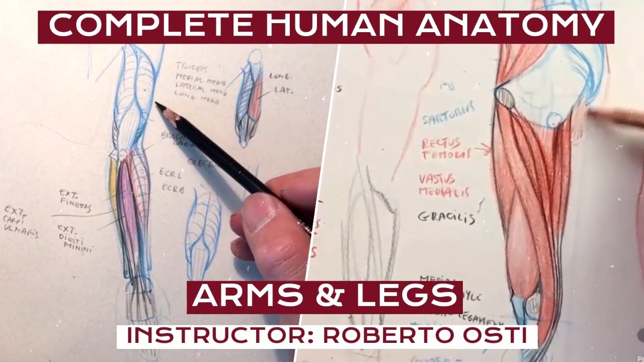 COMPLETE HUMAN ANATOMY: Drawing Arms and Legs - YouTube