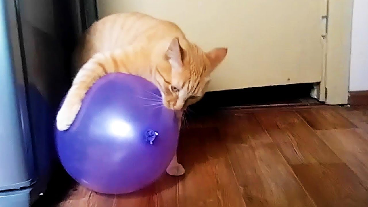 Balloon Cat Memes