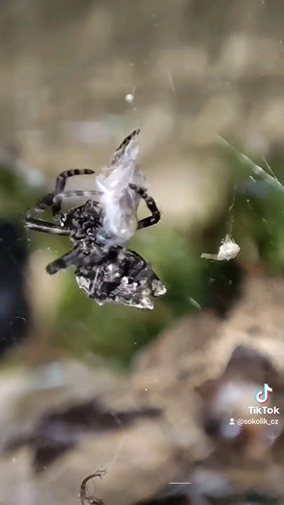 Lov pavouka #fyp#foryou#foryoupage#pavouk#pavouci#chov#chovatel#teraristika#trendy#cz#czech ...