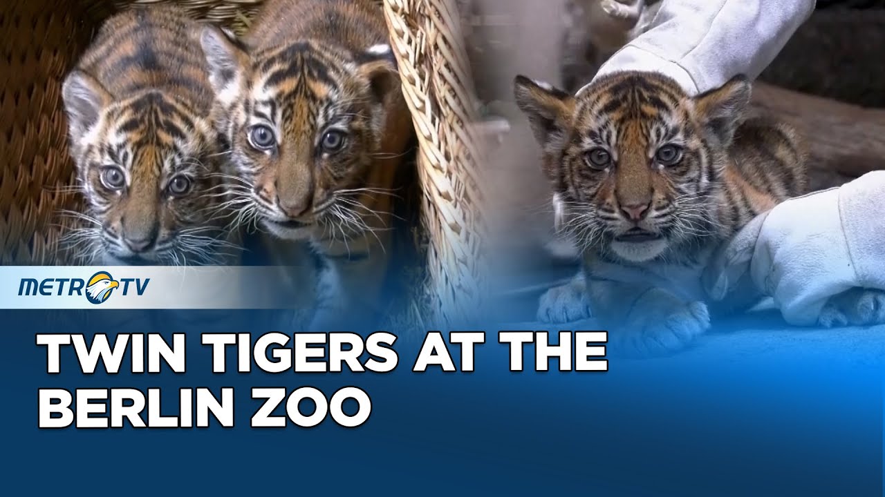 Twin Tigers Being Examined by a Doctor at The Berlin Zoo - YouTube