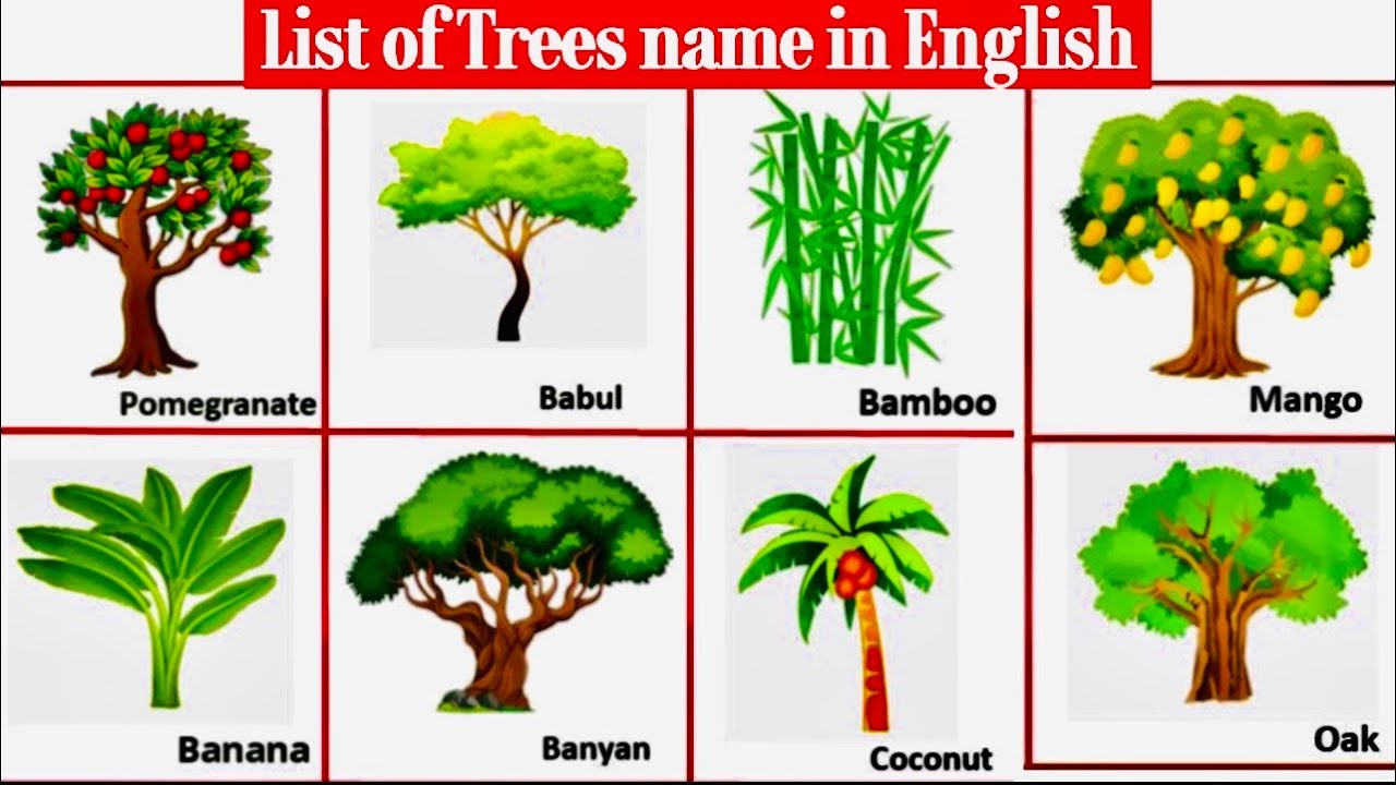Trees names in English ||Lesson:3-list of trees name☘️||simple English ...
