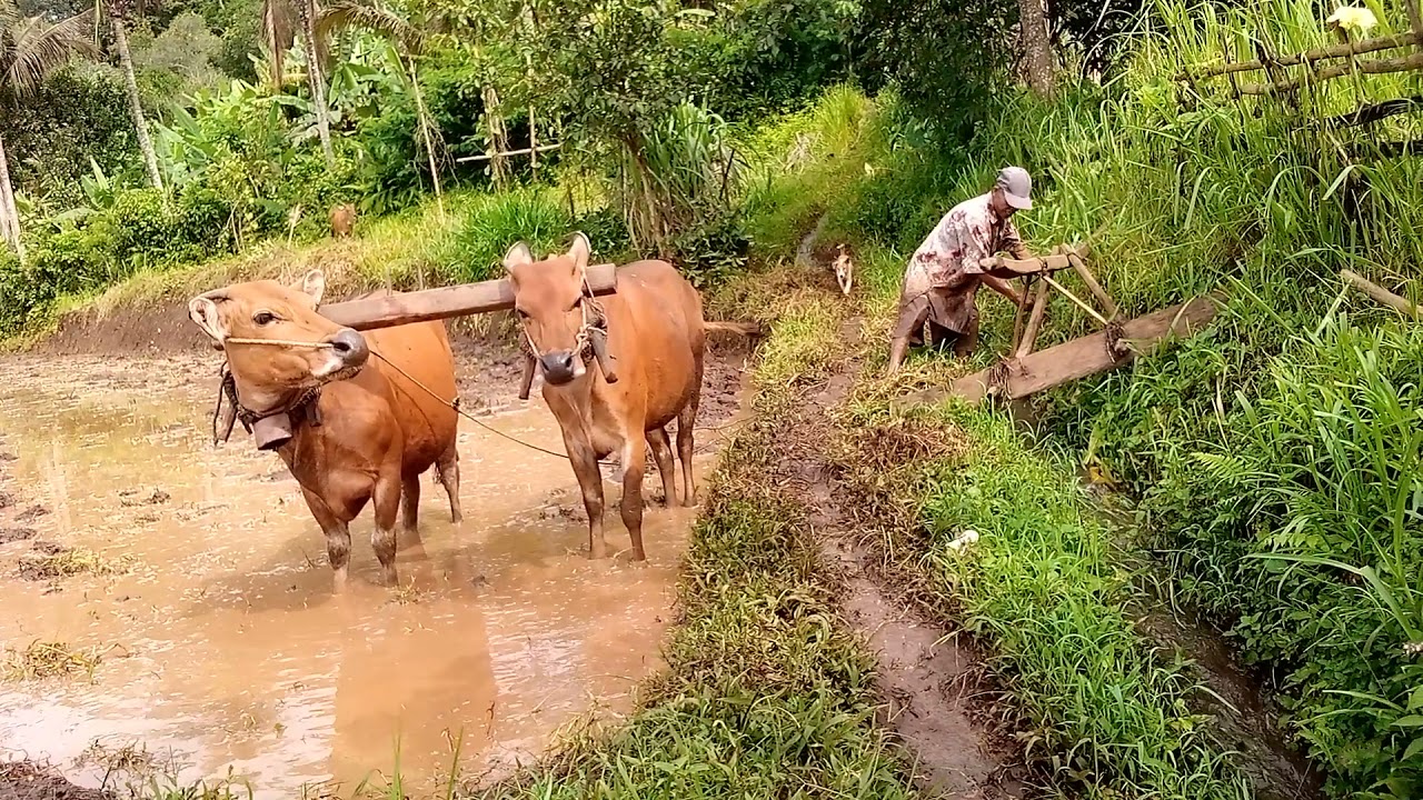 bajak sawah pakai sapi! cara tradisional - YouTube