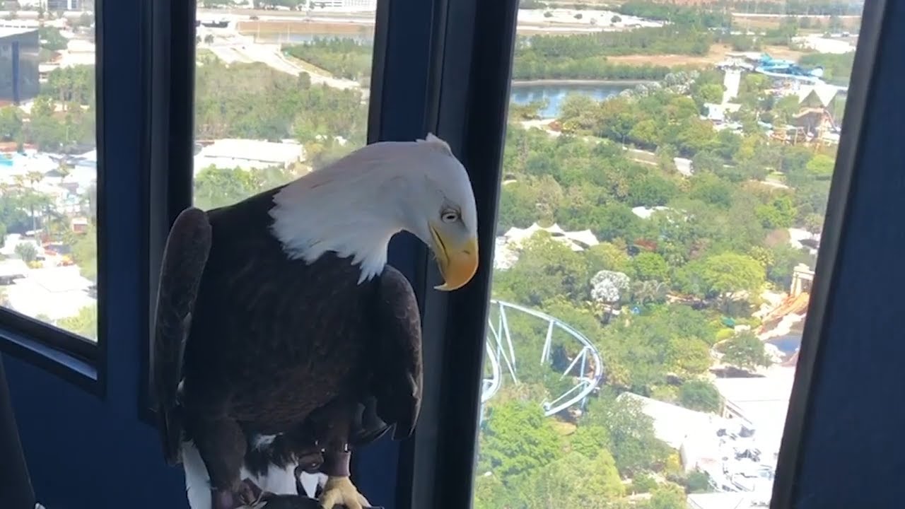 Bald Eagle Enjoys SeaWorld Ride to Herself! - YouTube