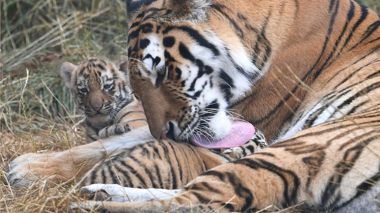 Mother Tiger giving birth in wild - YouTube