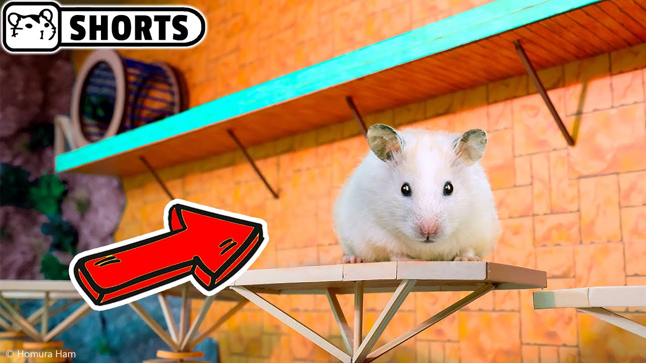 Creative Hamster obstacle course with Traps #Shorts 🐹 Homura Ham - YouTube