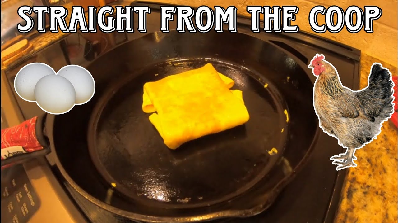 SUPER FRESH egg and cheese sandwich thanks to my chickens - YouTube