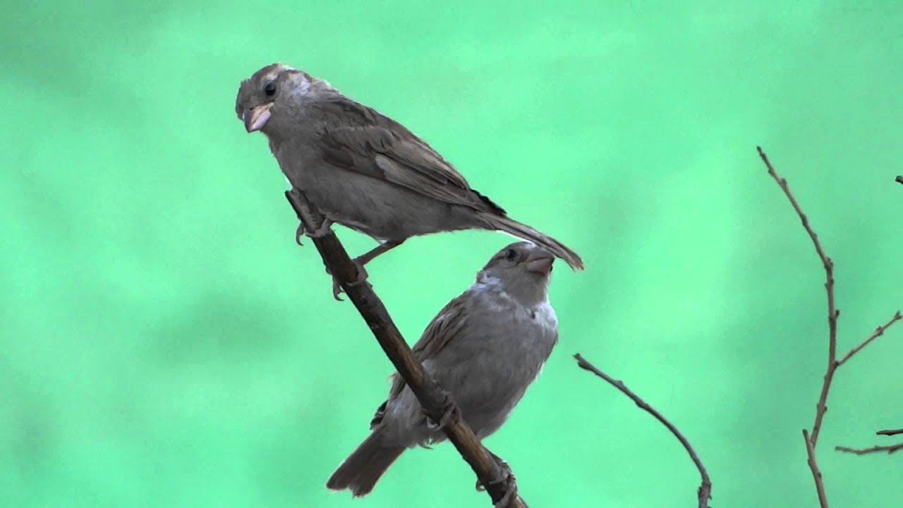 A pair of Sparrows Birds on a tree in the morning of Lahore Pakistan 12 ...