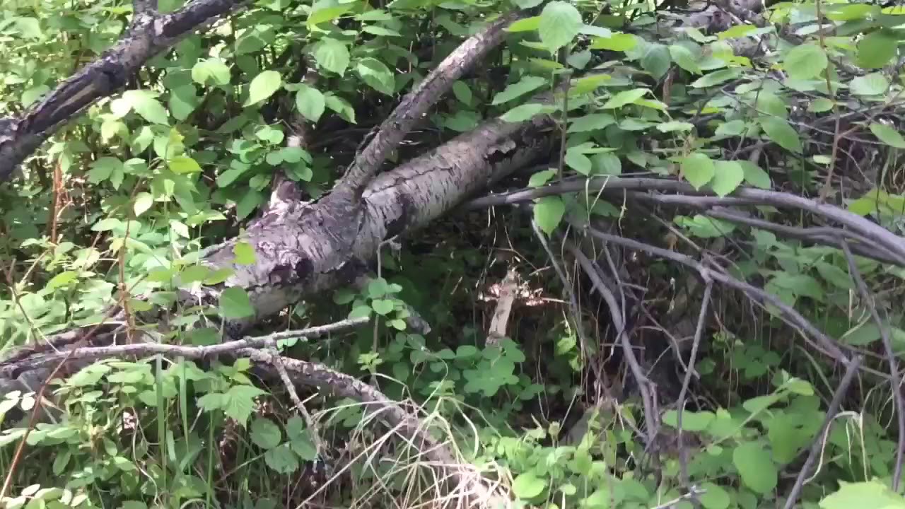 alberta sasquatch shelter? - YouTube