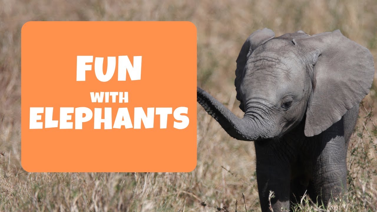 Elephants Fun for Kids - YouTube