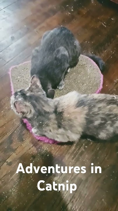 Adventures in Catnip - YouTube