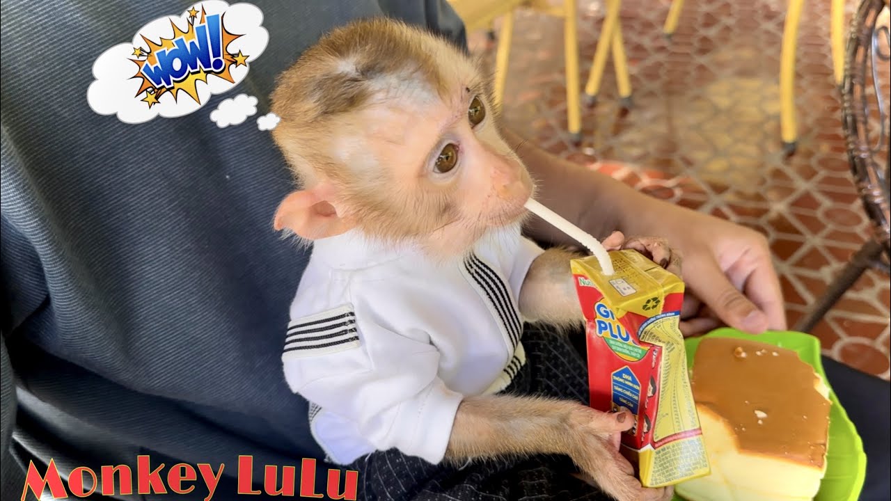 Cute monkey clip | Monkey LuLu was taken to the amusement park by his ...
